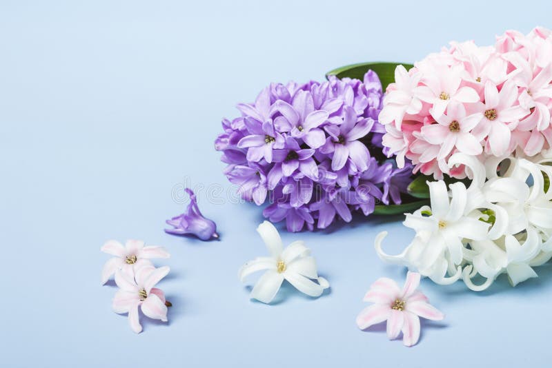 Spring Flowers Hyacinths and Alarm Clock. Springtime Concept Stock ...