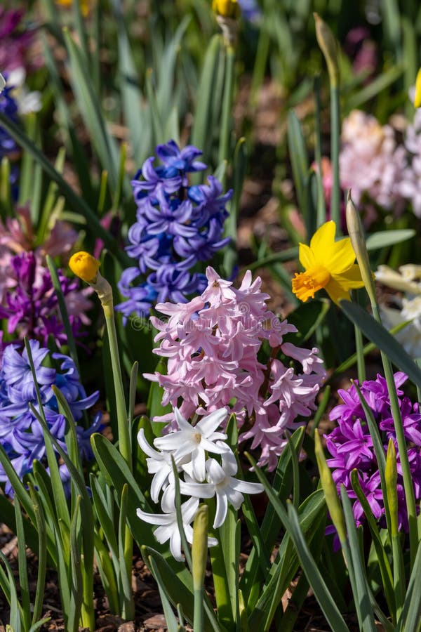 Spring Flowers Hyacinths and Daffodils Stock Photo - Image of flowers ...