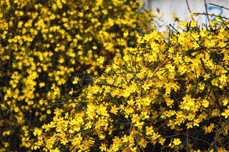 Spring flowers stock image. Image of branch, tree, color - 87861019
