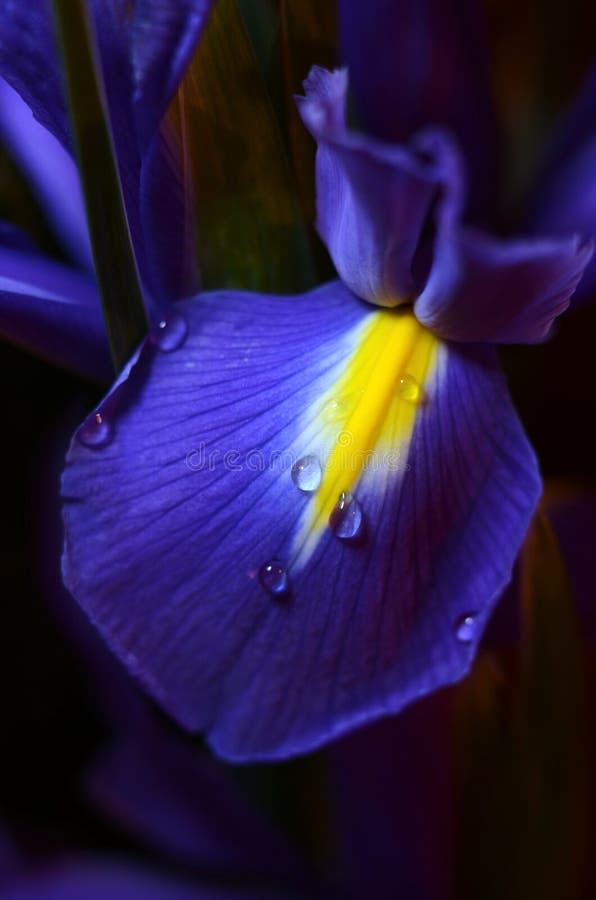 Spring flowers. Irises stock photo. Image of spring, flora - 68255882