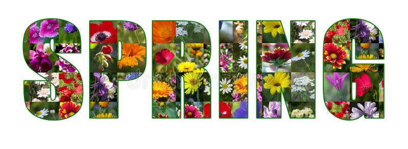 Spring Flower Collection stock image. Image of poppy, carnations - 597651