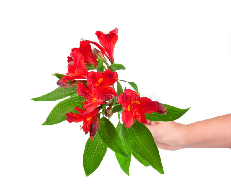 Spring Flowers Isolated on a White Stock Photo - Image of colorful ...