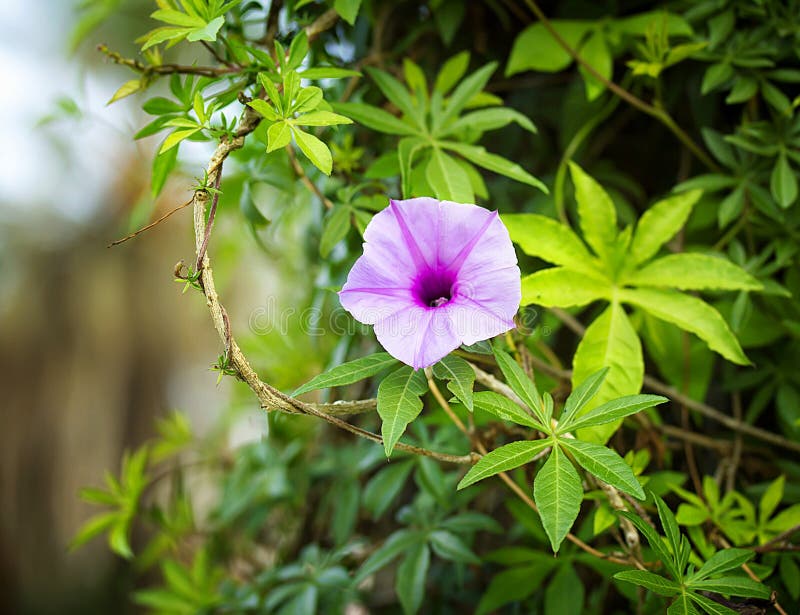Spring flowers in Israel stock photo. Image of pavement - 50048992