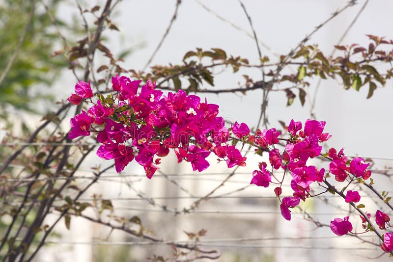 Spring flowers in Israel stock photo. Image of park, floral - 57651272