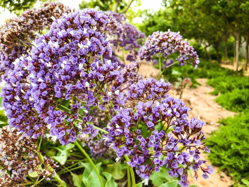 Spring Flowers in Israel. Close Up Shot. Stock Photo - Image of green ...