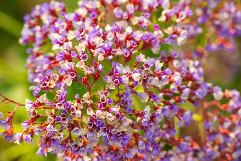 Spring Flowers in Israel. Close Up Shot. Stock Photo - Image of pathway ...