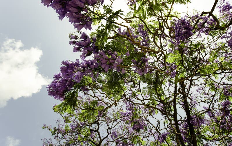 Spring Flowers in Israel. Close Up Shot. Stock Photo - Image of path ...