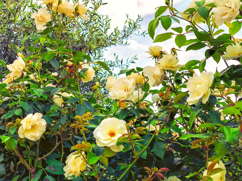 Spring Flowers in Israel. Close Up Shot. Stock Image - Image of pathway ...