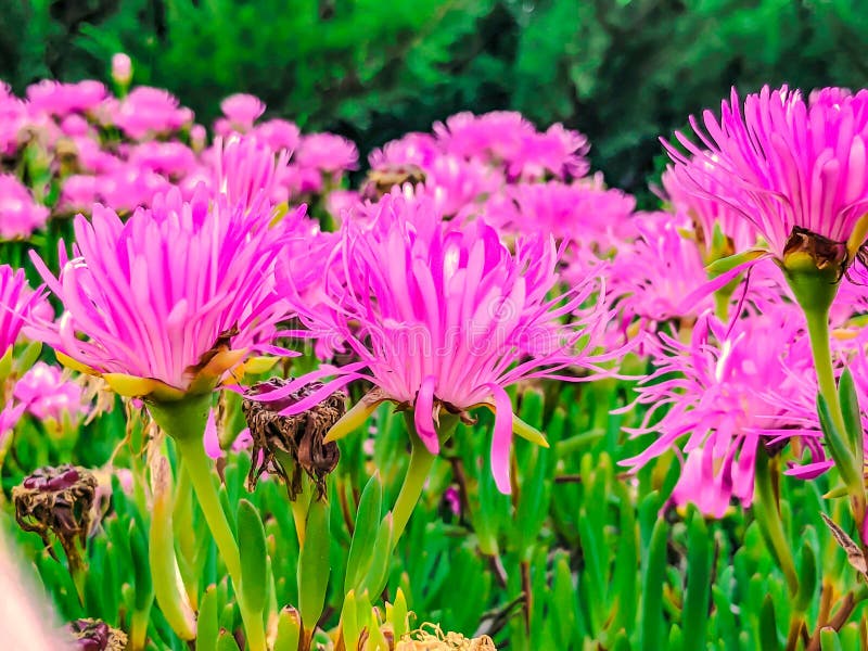 Spring Flowers in Israel. Close Up Shot. Stock Photo - Image of plant ...