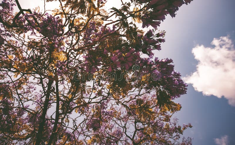 Spring Flowers in Israel. Close Up Shot. Stock Image - Image of bloom ...