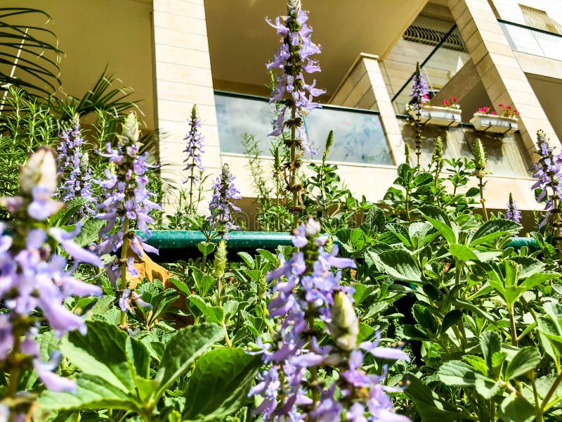 Spring Flowers in Israel. Close Up Shot Stock Image - Image of scenic ...