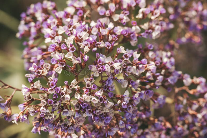 Spring Flowers in Israel. Close Up Shot. Stock Photo - Image of ...