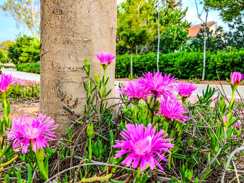 Spring Flowers in Israel. Close Up Shot. Stock Photo - Image of garden ...