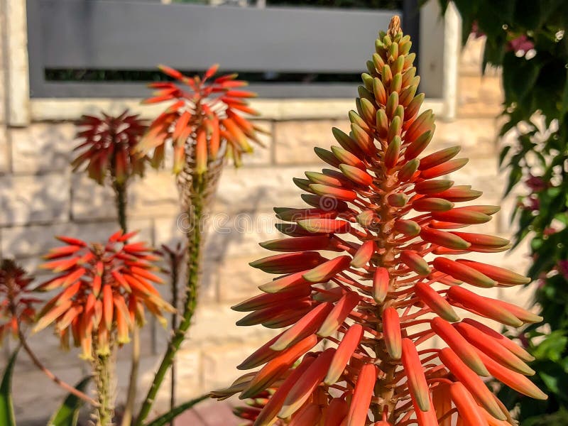 Spring Flowers in Israel. Close Up Shot. Stock Photo - Image of ...