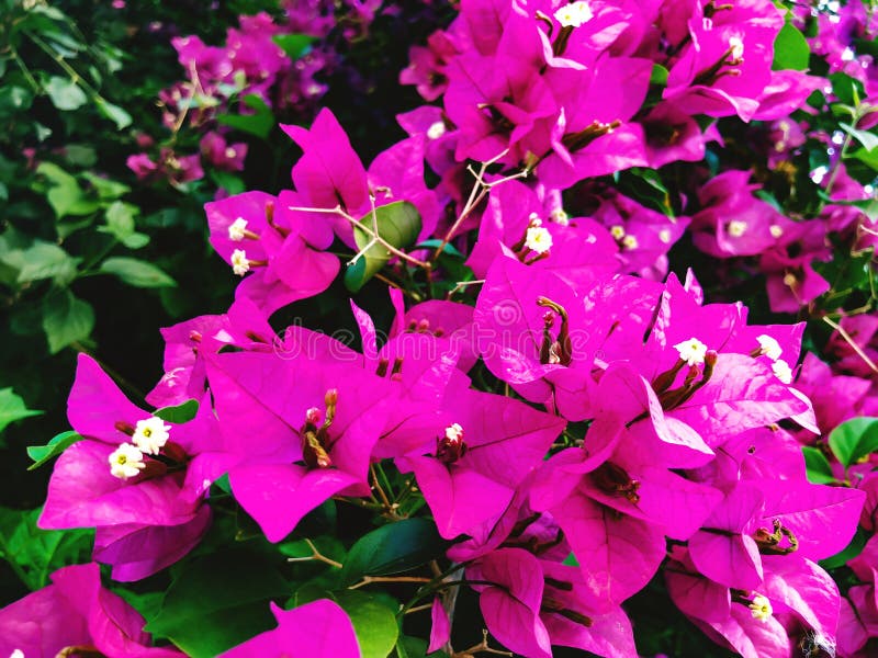 Spring Flowers in Israel. Close Up Shot. Stock Image - Image of garden ...