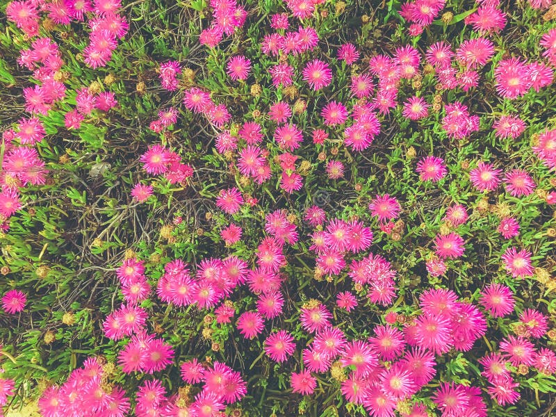 Spring Flowers in Israel. Close Up Shot. Stock Image - Image of ...