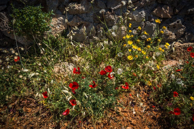 Spring Flowers, Kythira, Greece Stock Photo - Image of botanical, scene ...