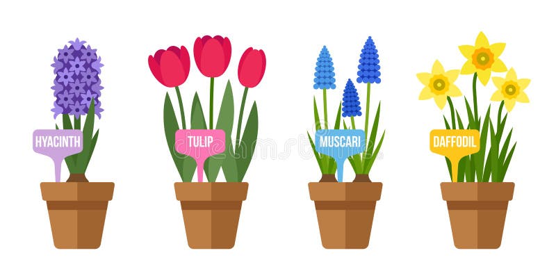 Spring flowers with labels stock vector. Illustration of bulb - 91874051