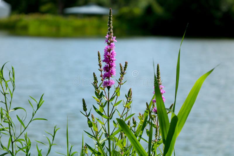 Spring flowers on the lake stock image. Image of water - 127914561