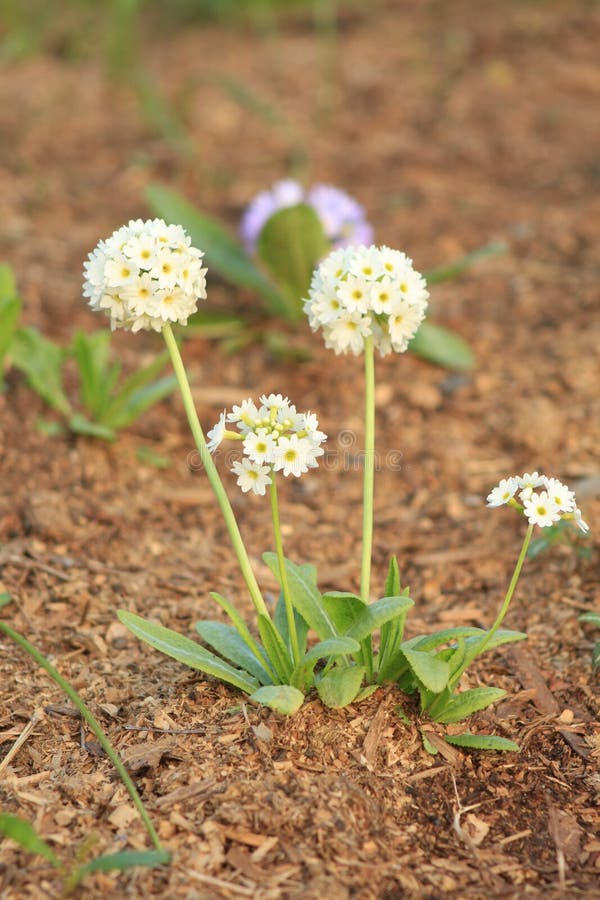 Spring flowers stock photo. Image of beauty, planting - 92984332