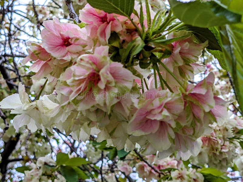 Spring Flowers with Leafs on a Tree Stock Photo - Image of branch, pink ...