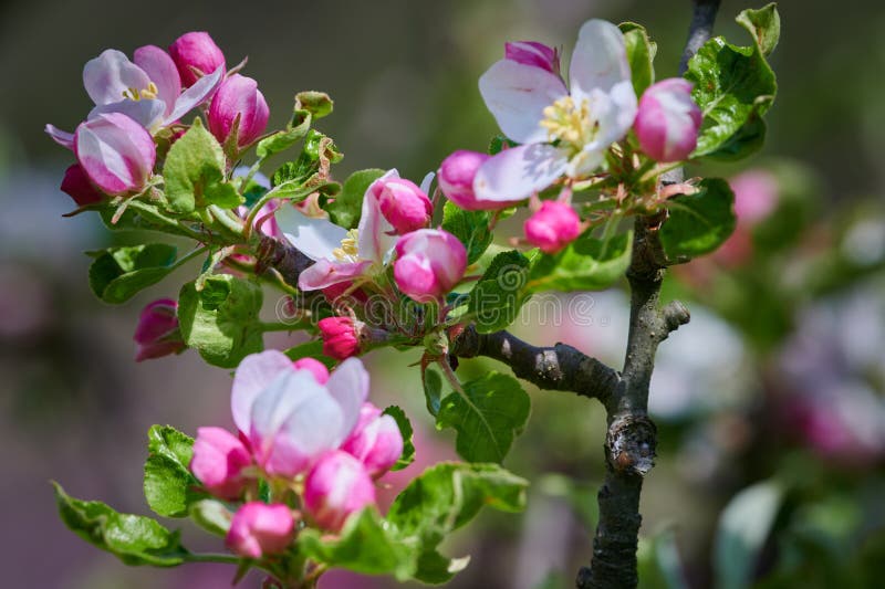 Spring Flowers and Leaves. Pink Apple Flowers. Stock Image - Image of ...