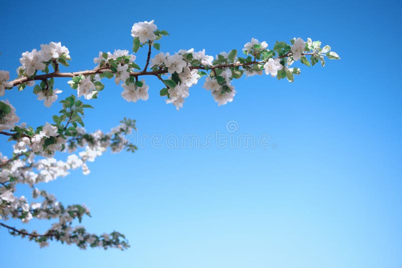 Spring Flowers in Lighten Color Sky Stock Photo - Image of closeup ...