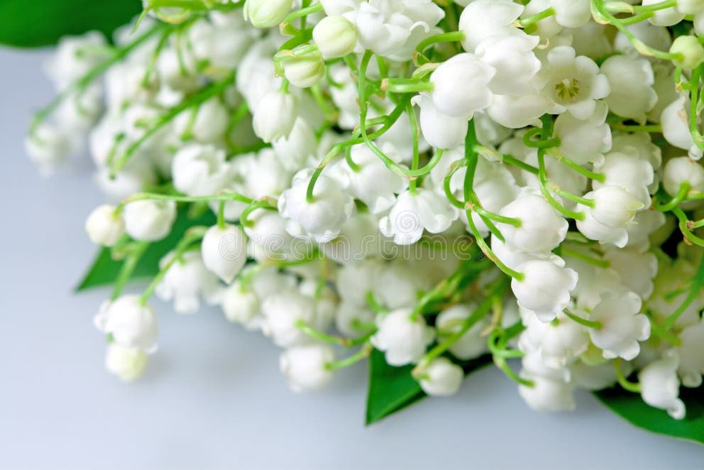 44,547 Spring Flowers Valley Stock Photos - Free & Royalty-Free Stock ...