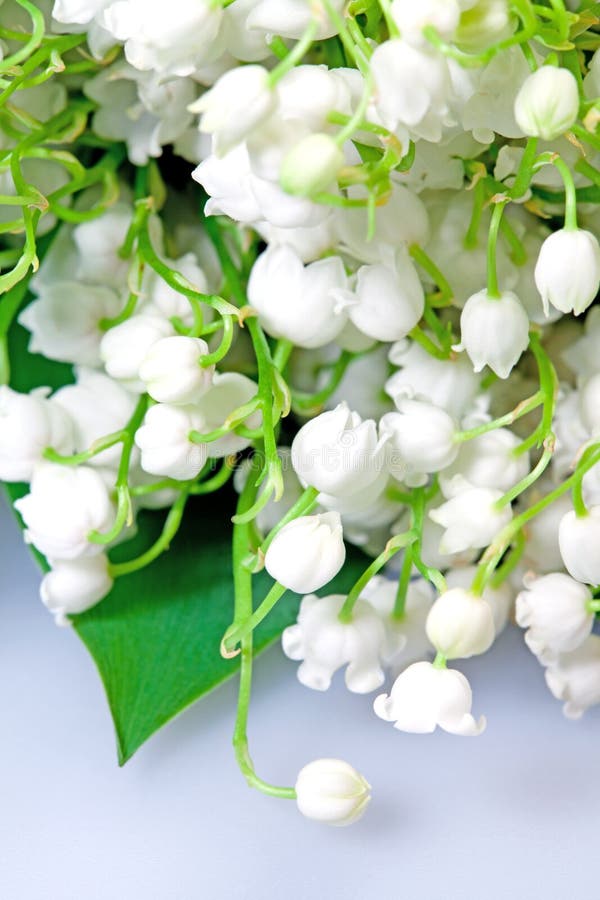 Spring Flowers Lily of the Valley Stock Image - Image of floral ...