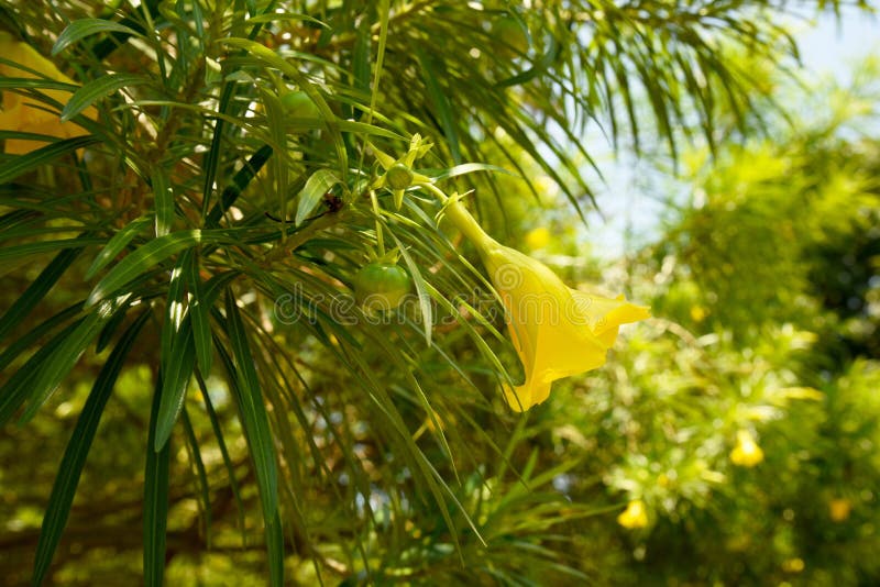 Spring Flowers stock image. Image of wood, flower, flowers - 51891685