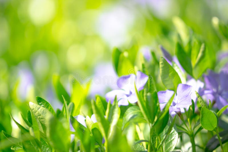 Spring flowers macro stock photo. Image of meadow, scenics - 53986832