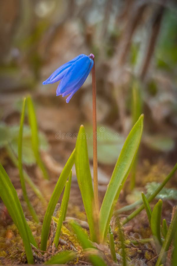 Spring Flowers in Macro Photos. Stock Photo - Image of grass, wildlife ...