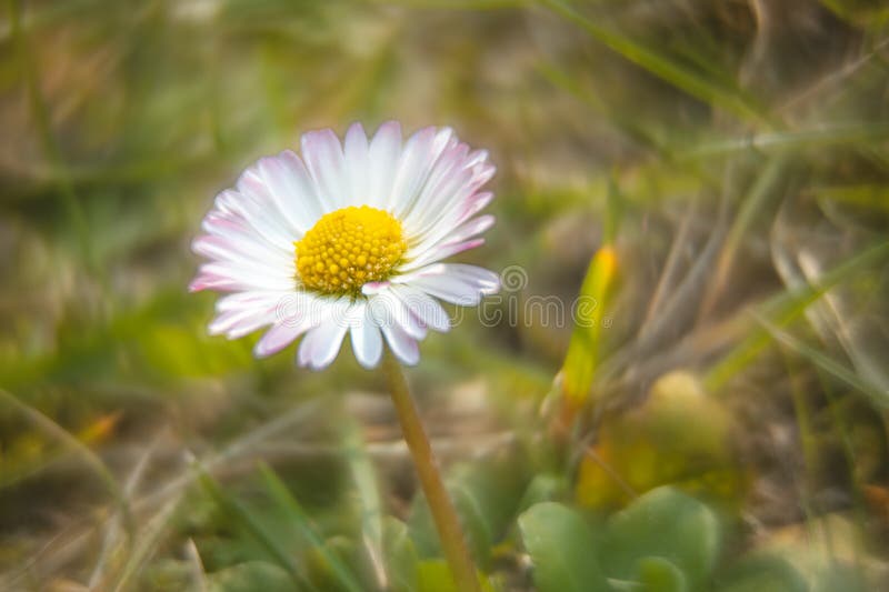 Spring Flowers in Macro Photos. Stock Image - Image of plant, yellow ...