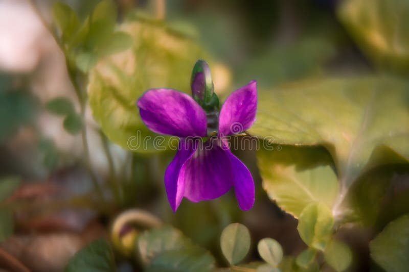Spring Flowers in Macro Photos. Stock Photo - Image of daisy ...
