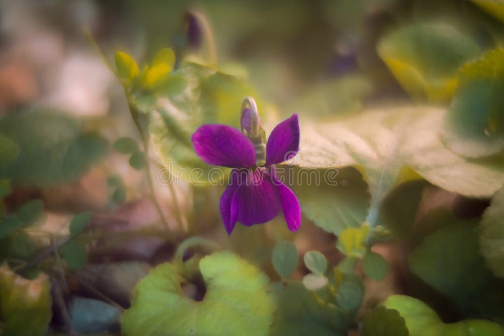 Spring Flowers in Macro Photos. Stock Photo - Image of macro, flower ...