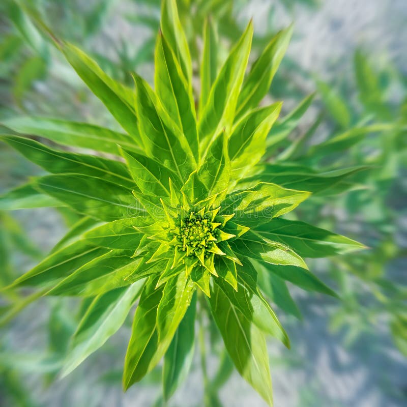 Spring Flowers in Macro Photos. Stock Image - Image of herb, wildflower ...