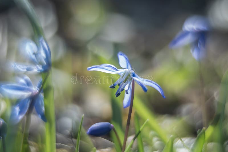 Spring Flowers in Macro Photos. Stock Photo - Image of lilac, wildlife ...