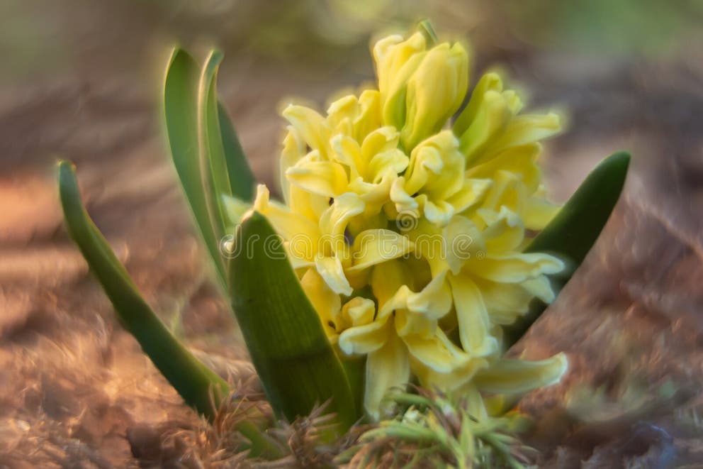 Spring Flowers in Macro Photos. Stock Image - Image of macro, insect ...