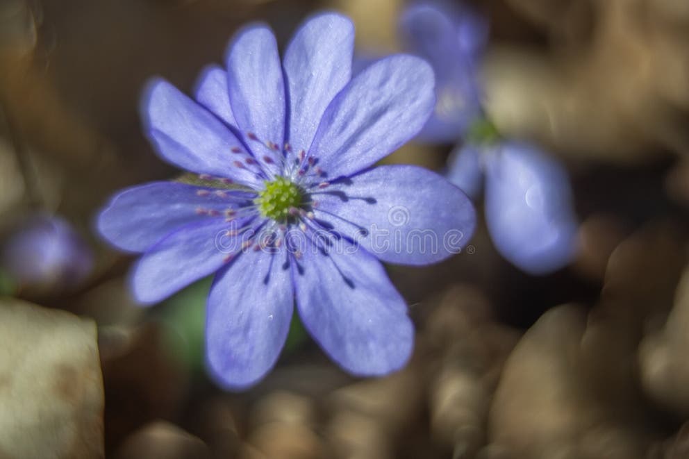 Spring Flowers in Macro Photos. Stock Photo - Image of grass, herb ...