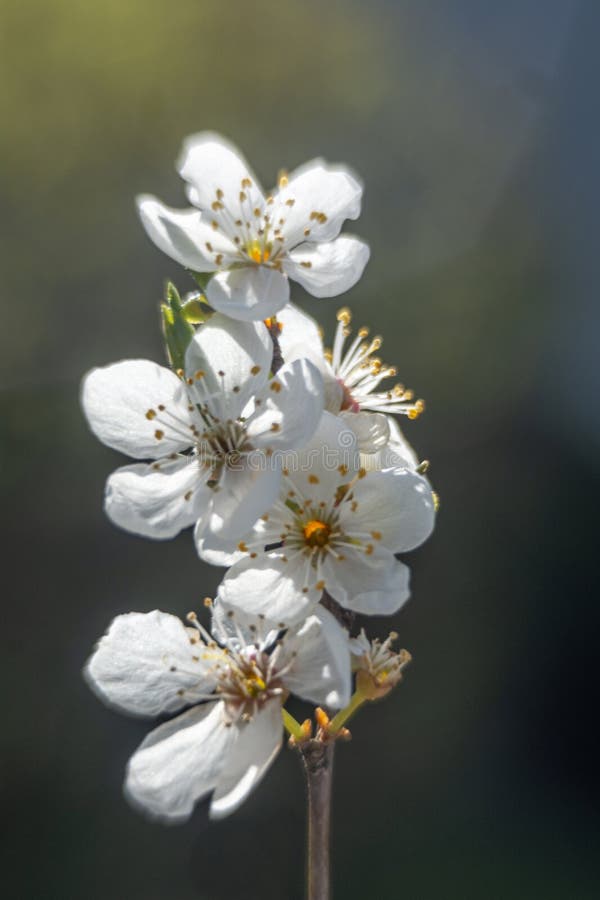 Spring Flowers in Macro Photos. Stock Image - Image of trees, nature ...