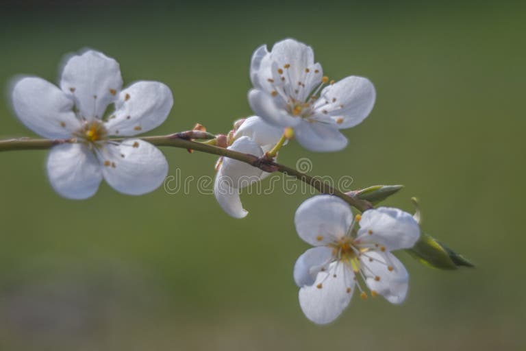 Spring Flowers in Macro Photos. Stock Photo - Image of petal, hyacinth ...