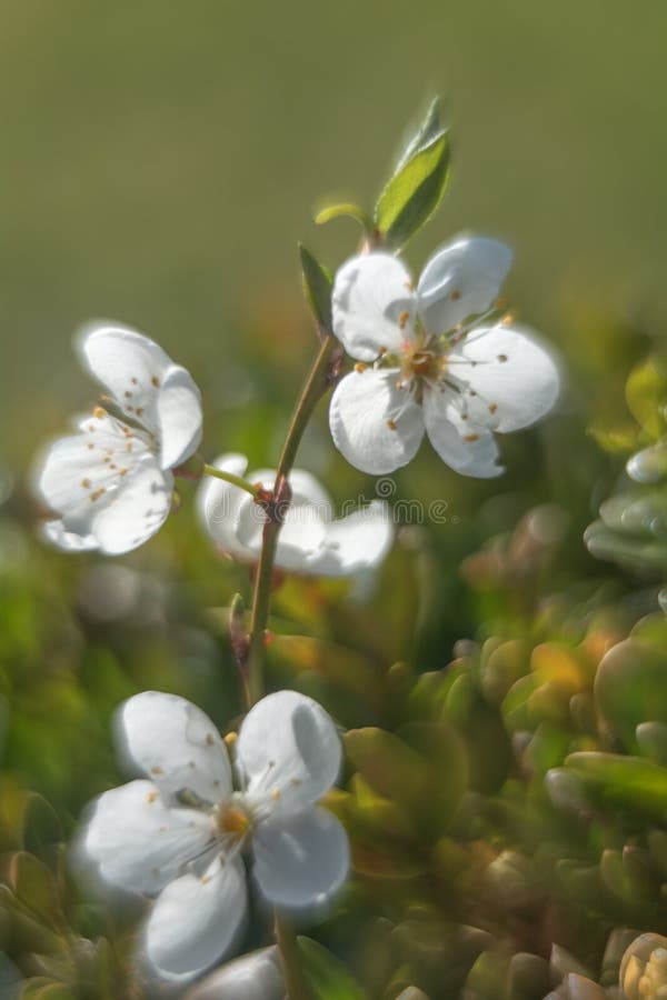 Spring Flowers in Macro Photos. Stock Image - Image of nature, leaf ...