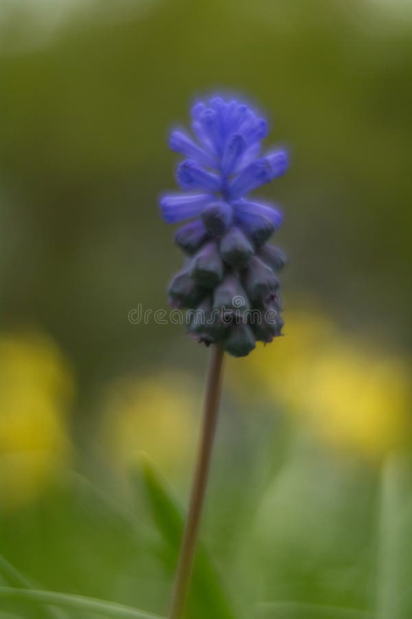 Spring Flowers in Macro Photos. Stock Image - Image of purple, sweet ...