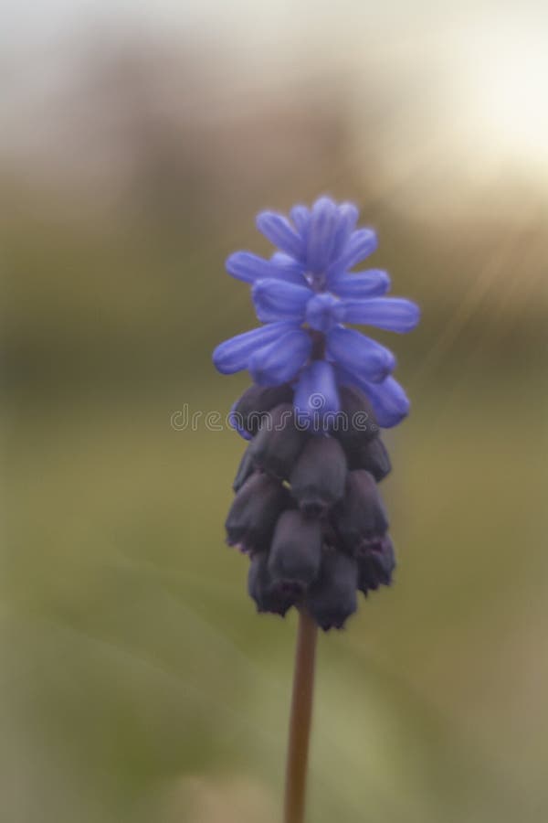 Spring Flowers in Macro Photos. Stock Image - Image of nature ...