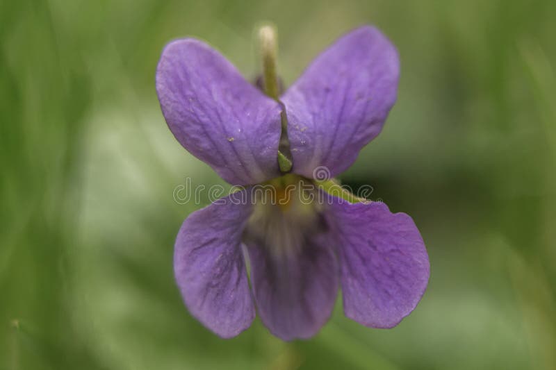 Spring Flowers in Macro Photos. Stock Image - Image of trees, yellow ...