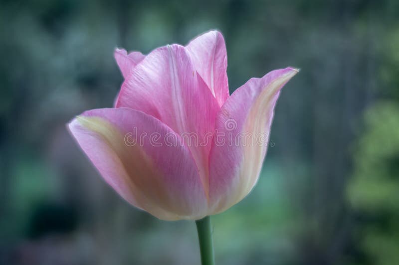 Spring Flowers in Macro Photos. Stock Photo - Image of colors, anemone ...