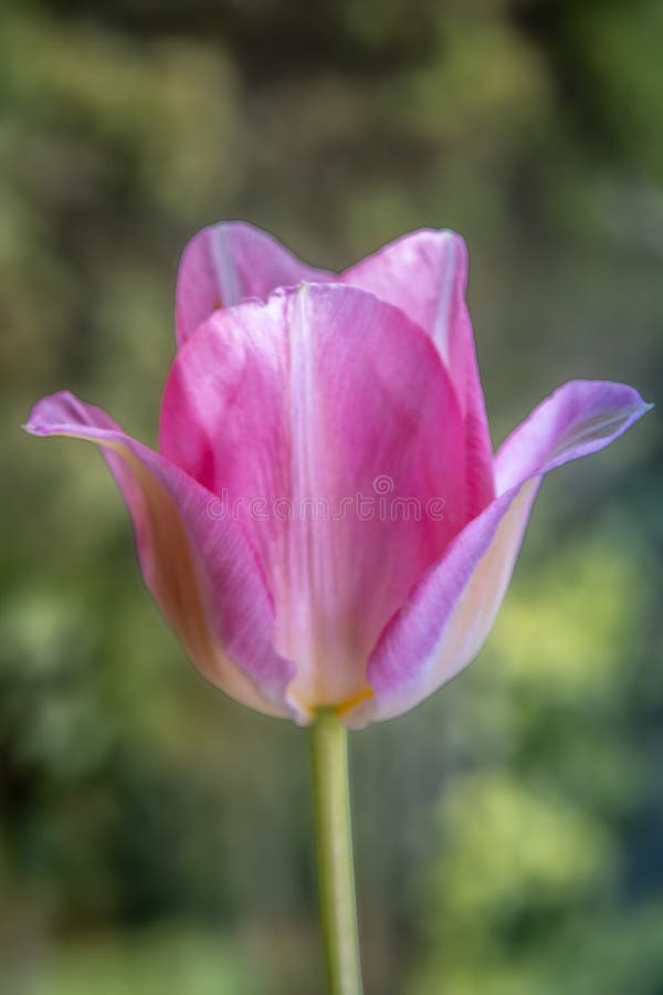 Spring Flowers in Macro Photos. Stock Photo - Image of plum, pansy ...