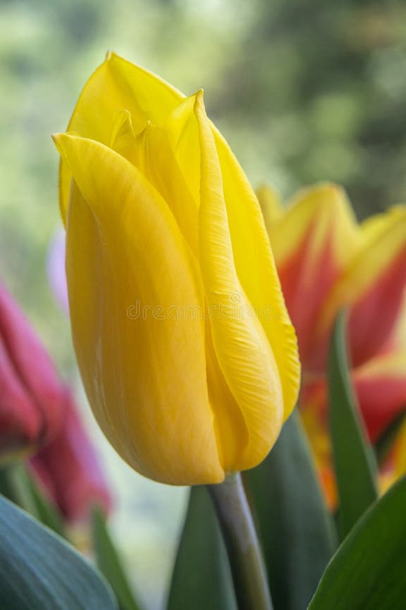 Spring Flowers in Macro Photos. Stock Photo - Image of blurred, fern ...