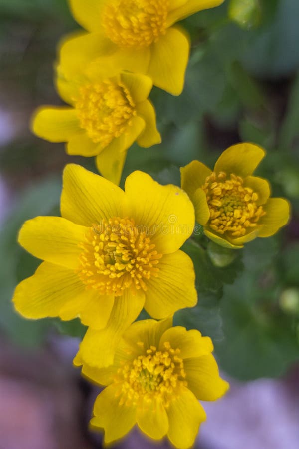 Spring Flowers in Macro Photos. Stock Photo - Image of blossom, daisy ...
