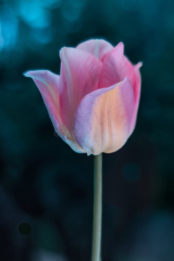 Spring Flowers in Macro Photos. Stock Image - Image of flower, anemone ...